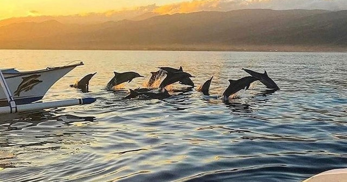 Lovina : Swimming with Dolphins, Waterfall, All-Inclusive | GetYourGuide