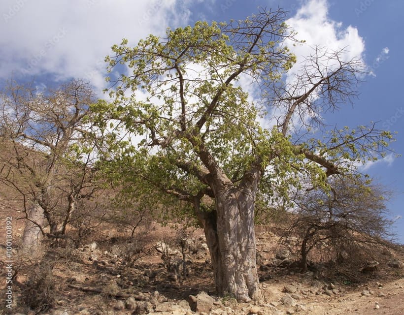Wadi Hanna & The Baobab Tree Trail | GetYourGuide