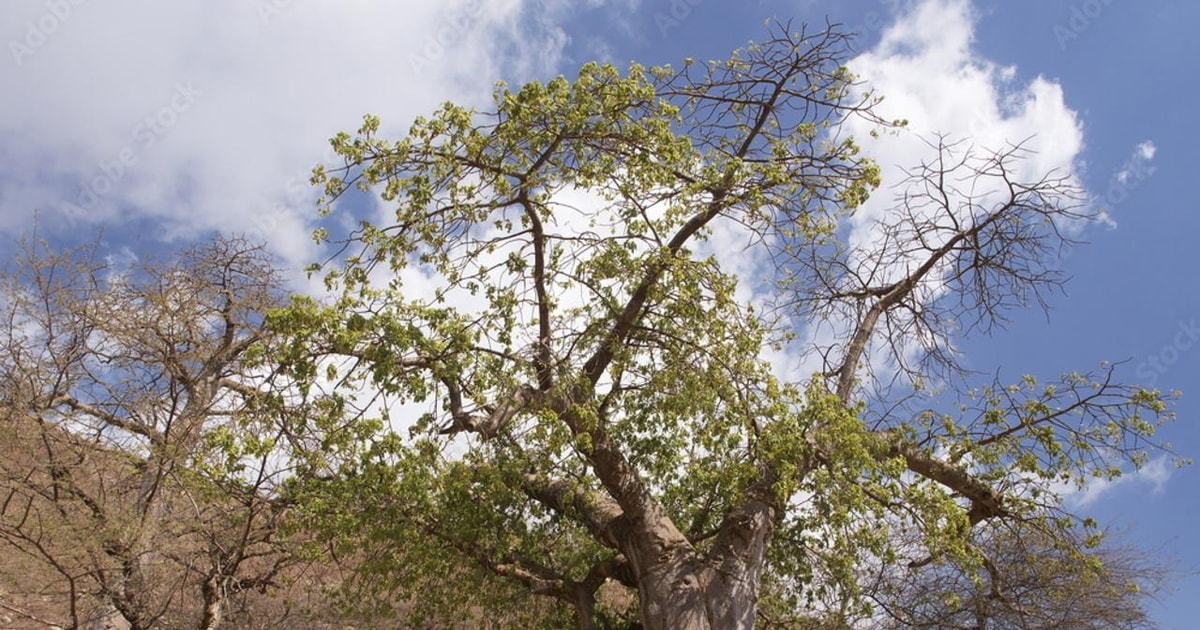 Wadi Hanna & The Baobab Tree Trail | GetYourGuide