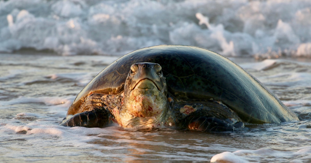 Exmouth: Summer Sunset Turtle Watching and Stargazing Tour | GetYourGuide