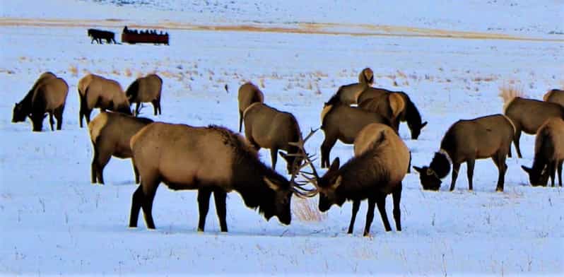 Jackson Hole: National Elk Refuge Sleigh Ride | GetYourGuide