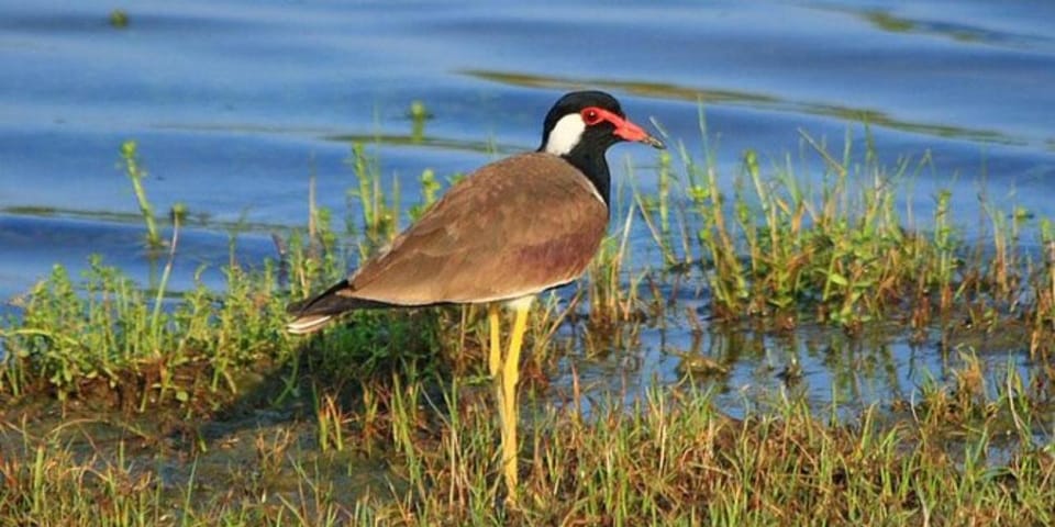 Muthurajawela: Wetland Bird Watching Tour from Colombo! | GetYourGuide