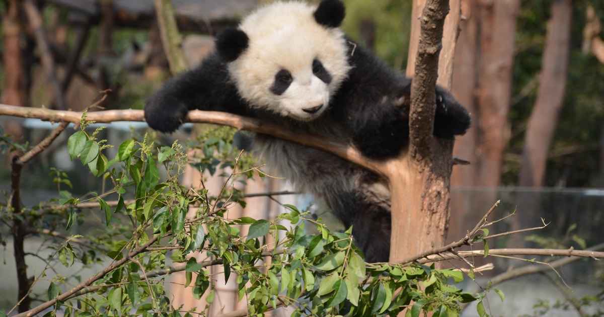 Excursion d'une journée à la base des pandas dans le Sichuan Chengdu ...