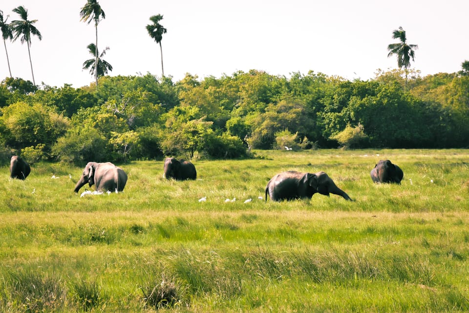 Safari sauvage d'une demi-journée dans le parc national de Kumana ...