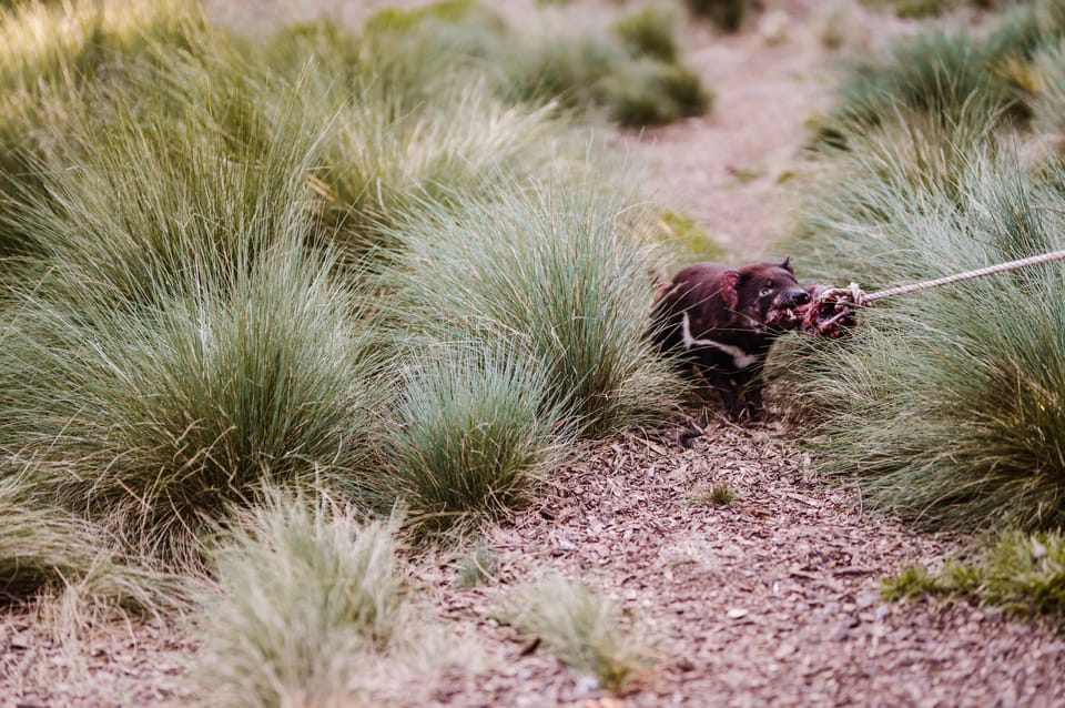 Cradle Mountain: After Dark Tasmanian Devil Feeding Tour | GetYourGuide