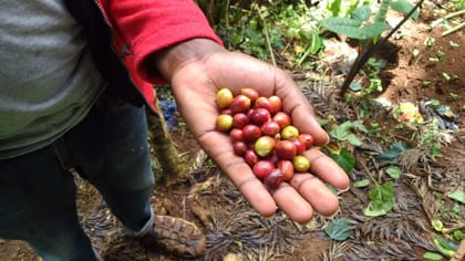 Materuni Waterfalls, Coffee & Hot Springs Day Tour | GetYourGuide