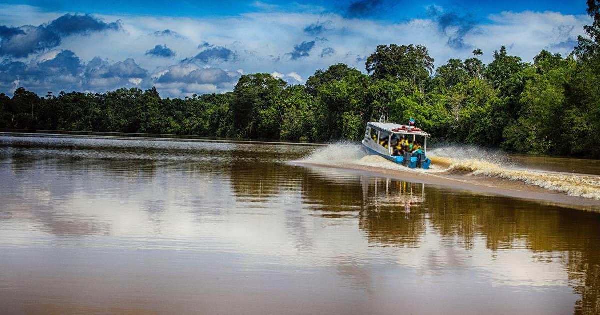 Kinabatangan River Trip from Sandakan with Lunch Included | GetYourGuide
