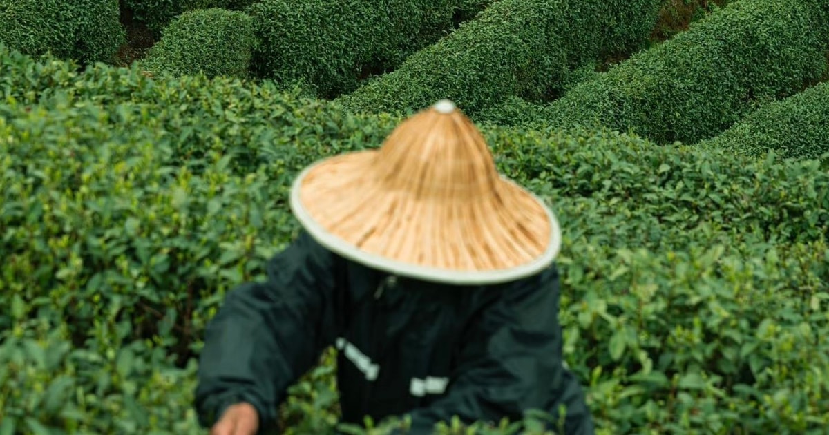 Von Hangzhou: Longwu Tea Village, Longmen Town & Dam Tour | GetYourGuide