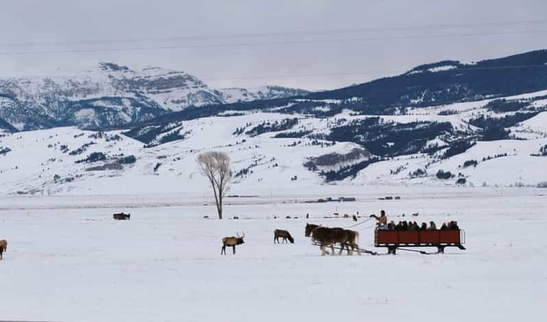 Jackson Hole: National Elk Refuge Sleigh Ride | GetYourGuide