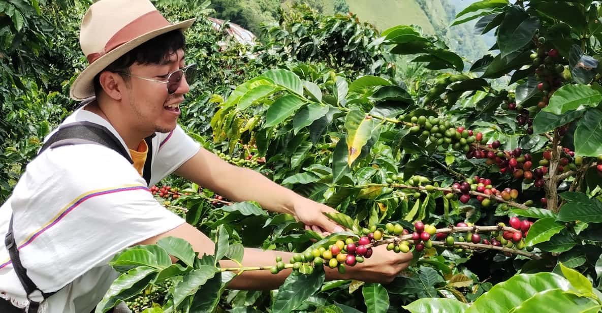 Región cafetera de Colombia: Auténticas experiencias cafeteras ...