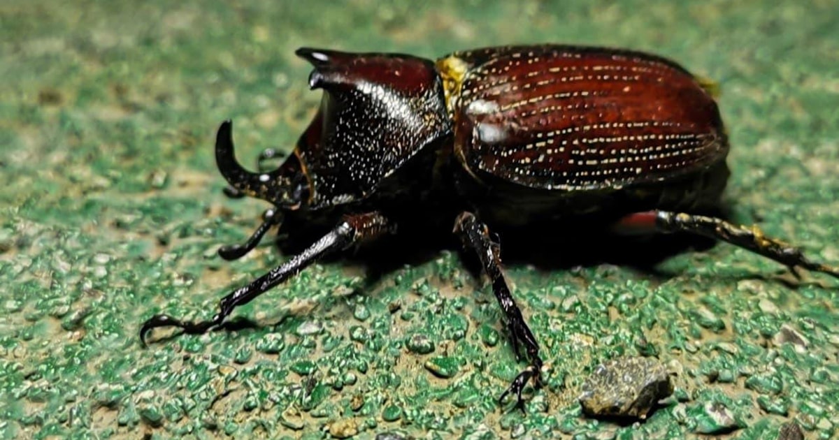 Monteverde: Coffee and Chocolate Tour with Night Hike | GetYourGuide