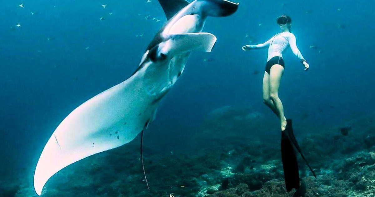 Nusa Penida : Private Day Tour & Schnorcheln Manta Rochen sehen ...