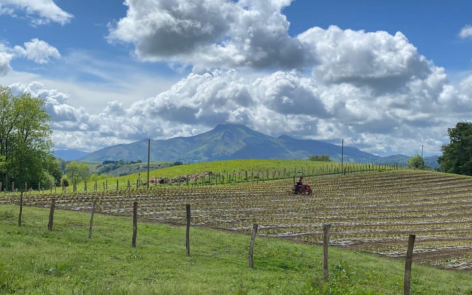 French Basque Country Farms & Food Tour | GetYourGuide