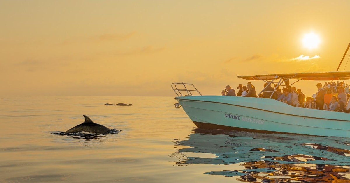 From Alcudia: Sunrise Dolphin Watching Boat Tour | GetYourGuide