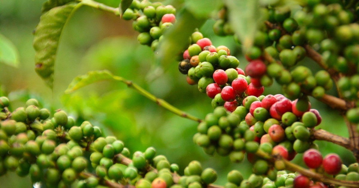 Excursión de un día a la Granja de Café Fairview | GetYourGuide