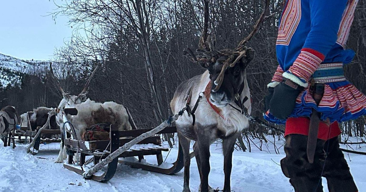 Alta: Reindeer Ride | GetYourGuide