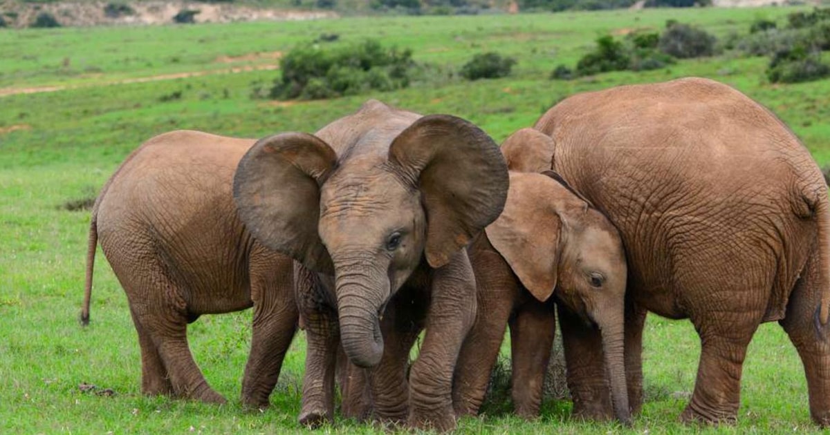 Viagem de 1 dia ao Parque Nacional Addo Elephant | GetYourGuide