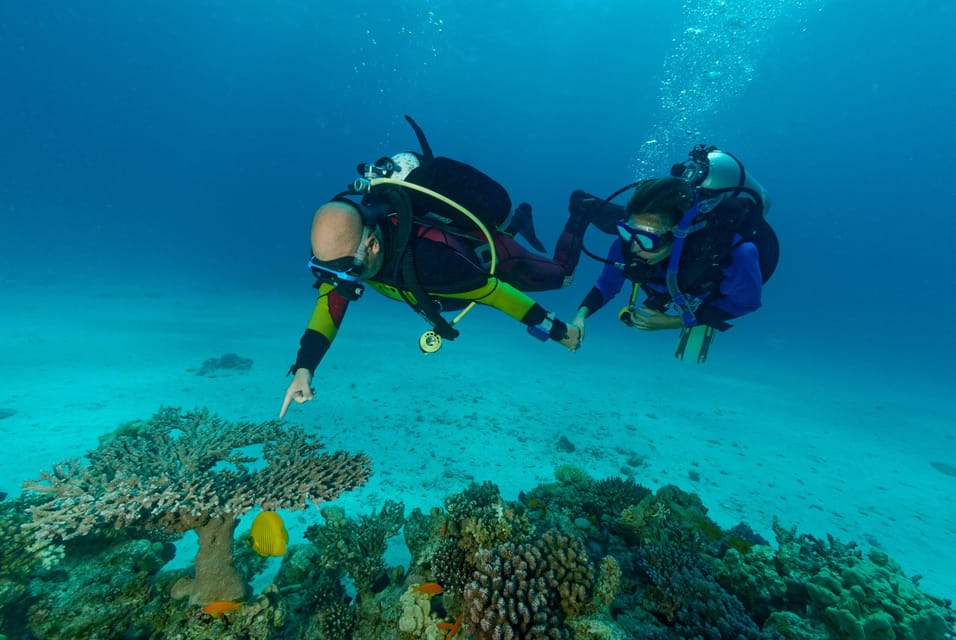 Hurghada: Excursión de buceo y snorkel con traslados | GetYourGuide
