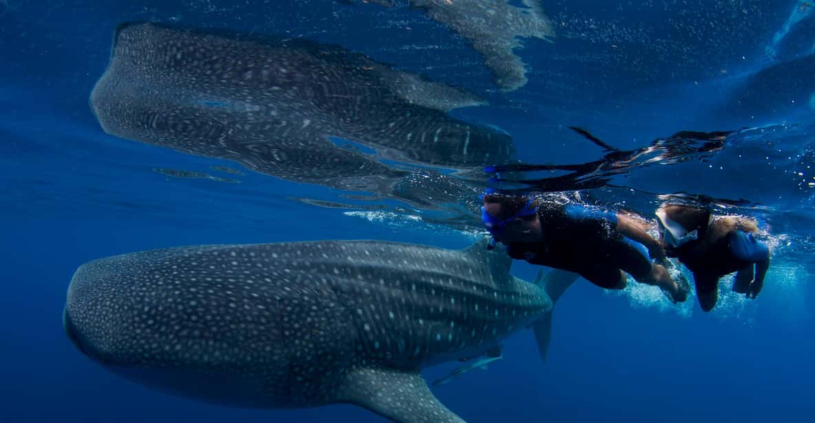 Cancun & Tulum: Swim with Whale Shark & Manta Ray with lunch | GetYourGuide