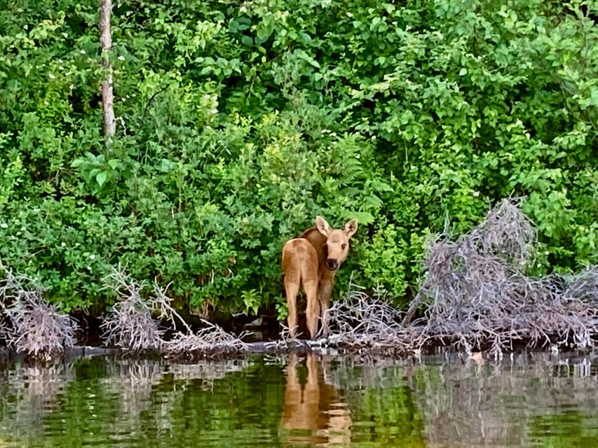 Talkeetna Lakes Park: Sit-On-Top Kayak Tour | GetYourGuide