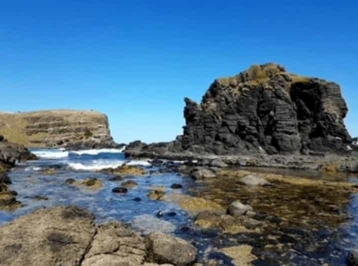 Dunedin City & Otago Peninsula Scenery Day Tour | GetYourGuide