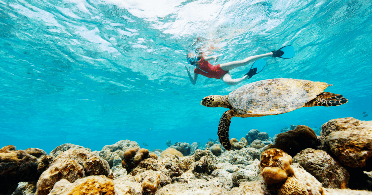 Cabo paseo de snorkel en bote tour con guia, bebidas y fruta | GetYourGuide