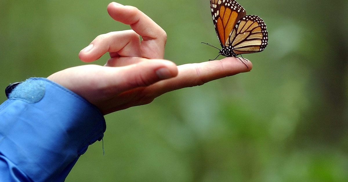 Puerto Vallarta: Super Combo Mariposario | GetYourGuide