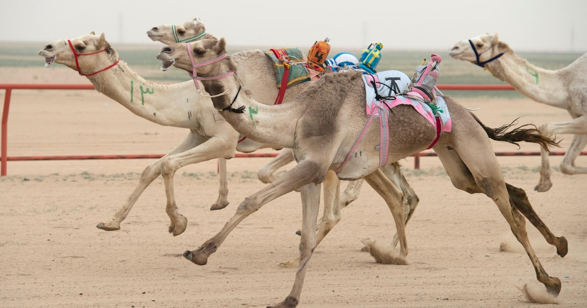Dubai: Camel Race with Prime Seats & Short Camel Ride | GetYourGuide