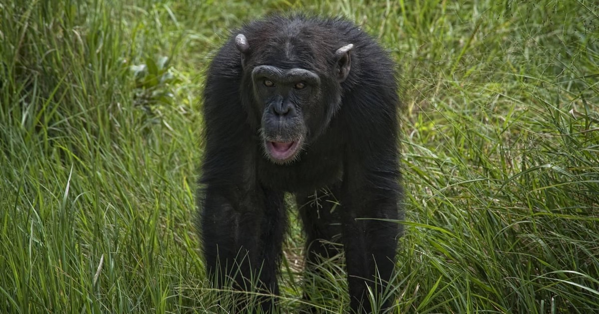 Ol Pejeta Conservancy and Chimpanzee Santuary Day Tour | GetYourGuide