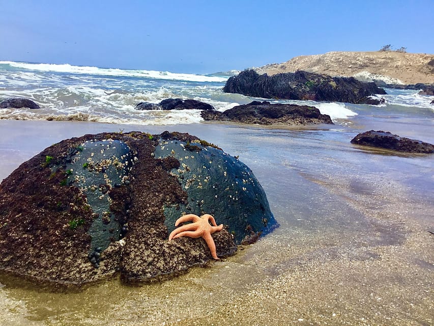 Horseback riding, Penguins, Winery, Alpacas & Cowboy BBQ | GetYourGuide