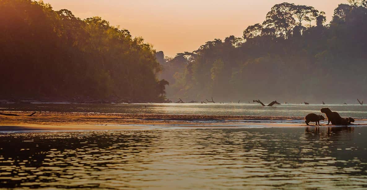 Manu Jungle Tour 3 Days | GetYourGuide