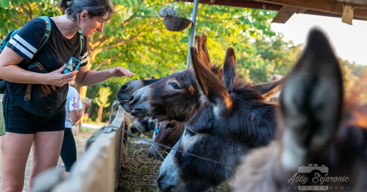 From Podgorica: Donkey Farm Visit | GetYourGuide