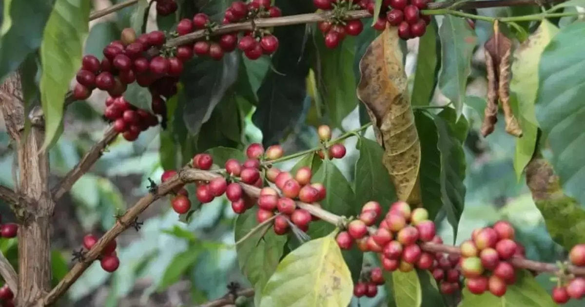 Visit a Coffee local Plantation | GetYourGuide