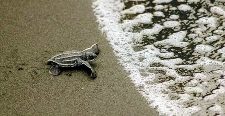 Green Sea Turtle Nesting Tour | GetYourGuide