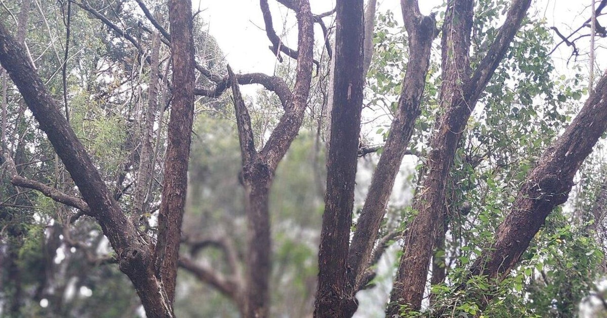 Nairobi: National Botanical Gardens & Nature walk Tour | GetYourGuide