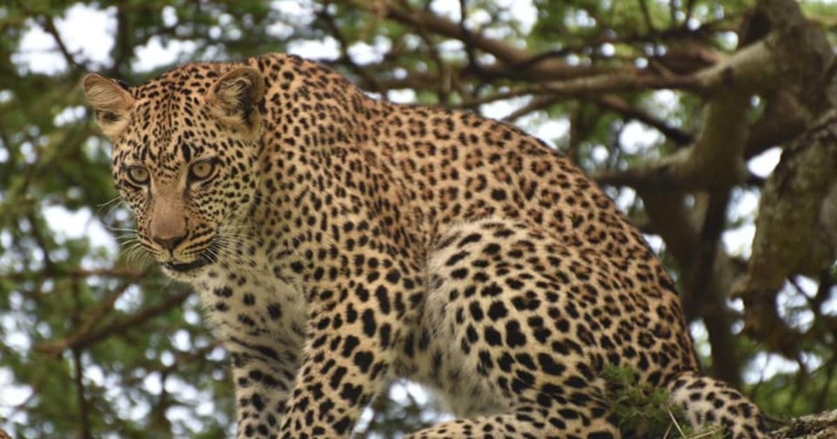 Arusza: 4-dniowe prywatne safari Tarangire, Manyara, Ngorongoro ...