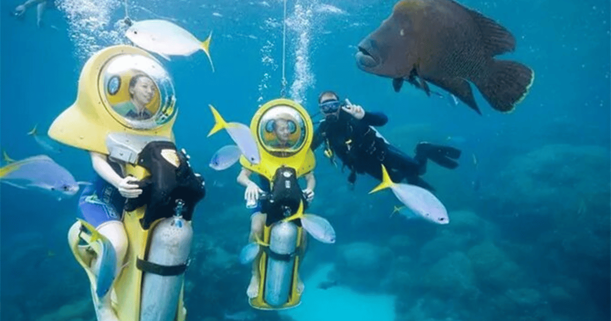 Unterwasser-Reise ins Unbekannte: Scubadoo in Punta Cana | GetYourGuide