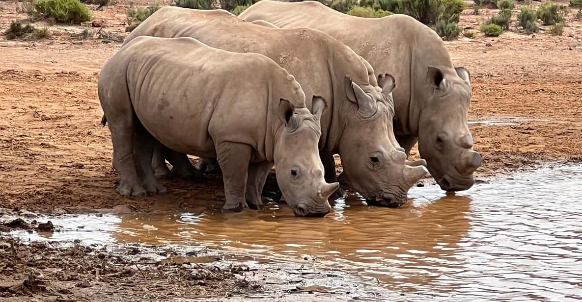 Early Morning Safari Big Five Experience Near Cape Town, SA | GetYourGuide