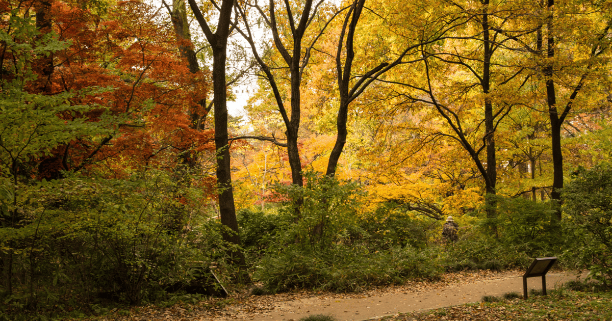 Tokyo Nature Walk: From City Parks to Neon Streets | GetYourGuide