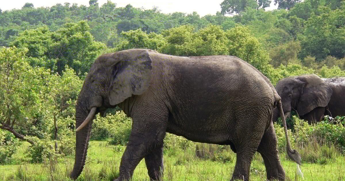 10 Days Mole National Park Safari and Northern Ghana Tour | GetYourGuide