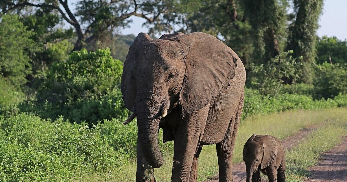 Kinshasa: N’Sele Valley Park Wildlife & Culture Day Tour | GetYourGuide