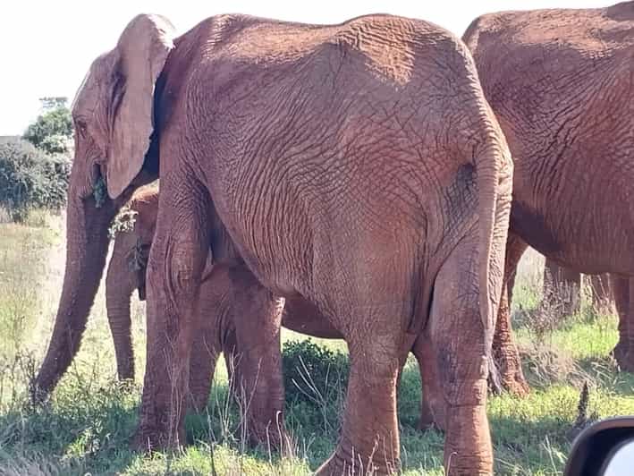Addo Elephant Park: Full Day Safari / Shore Excursions | GetYourGuide