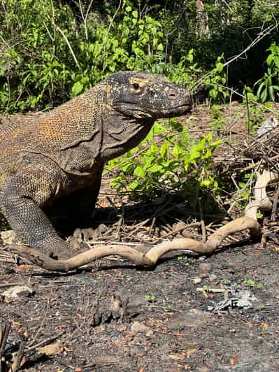 Circuit de l'île de Komodo 2 jours et 1 nuit | GetYourGuide