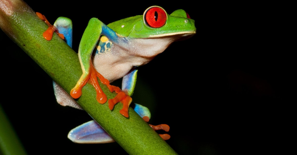 Puerto Viejo: Nattur med natur og dyreliv i tropisk skov | GetYourGuide