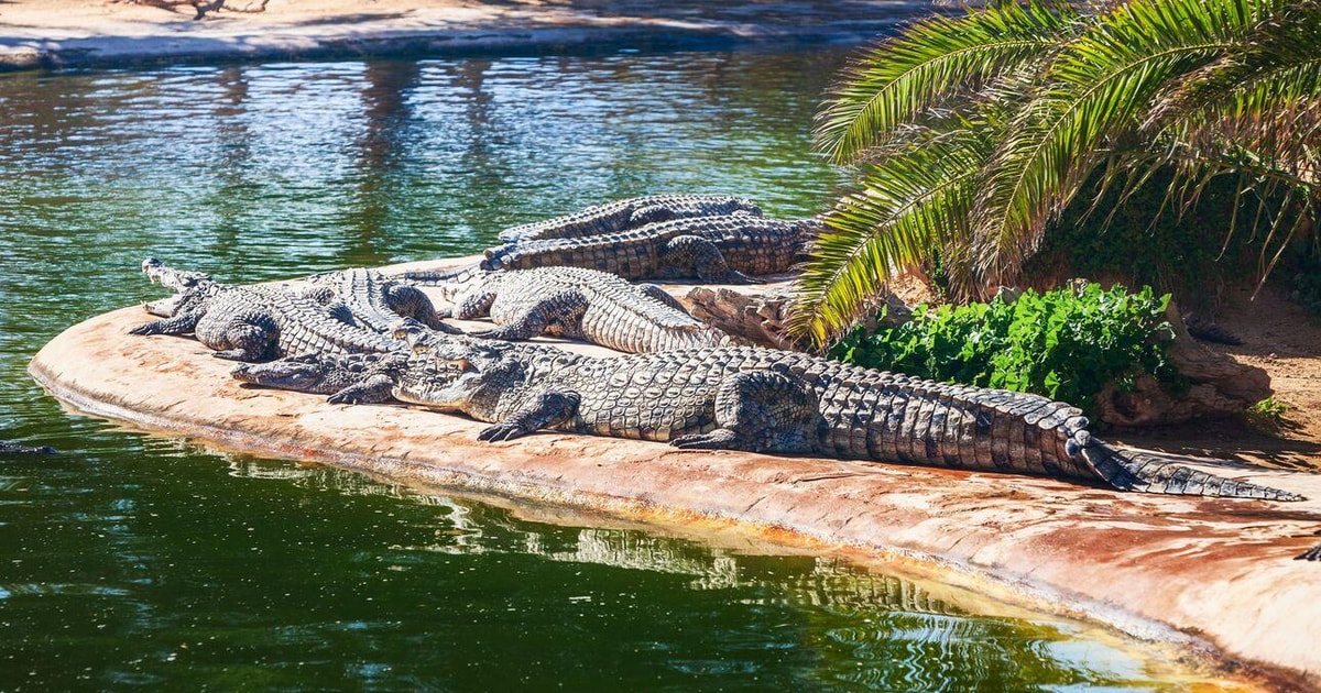 Djerba : Visite du parc et de la ferme aux crocodiles avec prise en ...