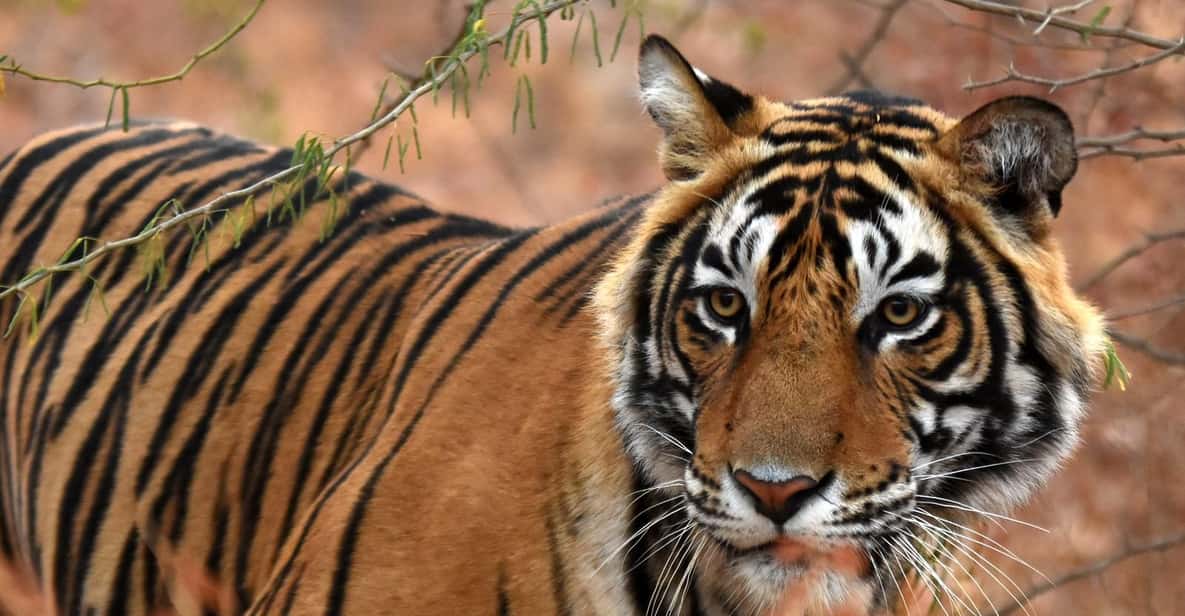 From Jaipur: One Day Trip to Ranthambore Tiger Safari | GetYourGuide