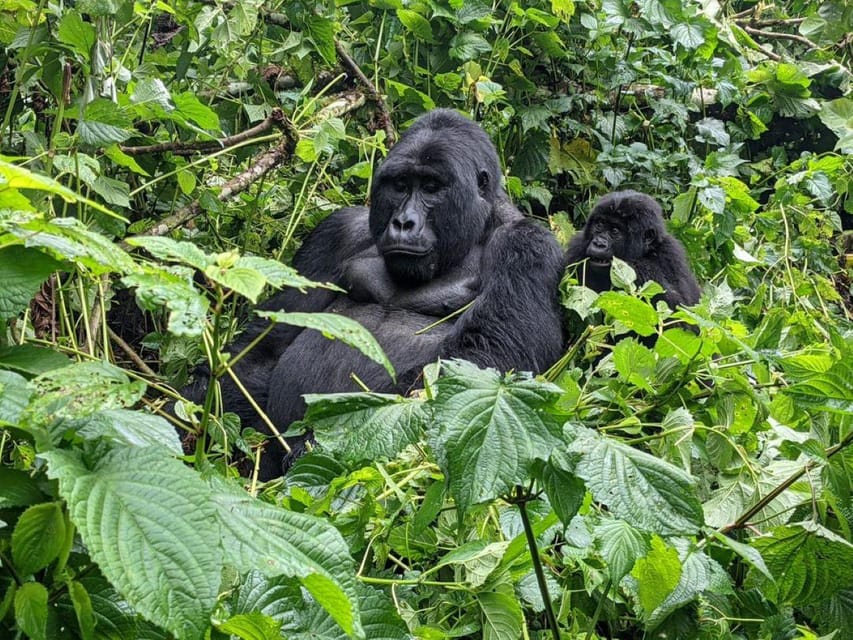 three days Gollira Trekking | GetYourGuide