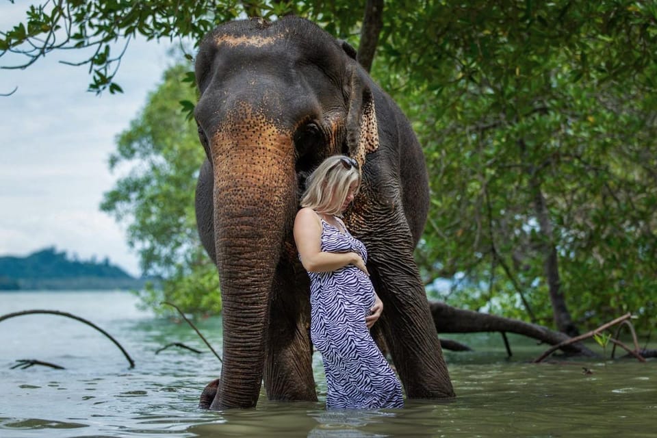 Phuket: Feed, Bathe, and Jungle Walk with Elephants | GetYourGuide