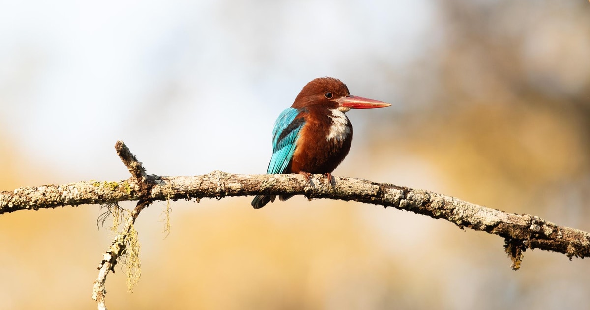 Tijger Marathon: Fotografietocht van grote katachtigen in de wildernis ...