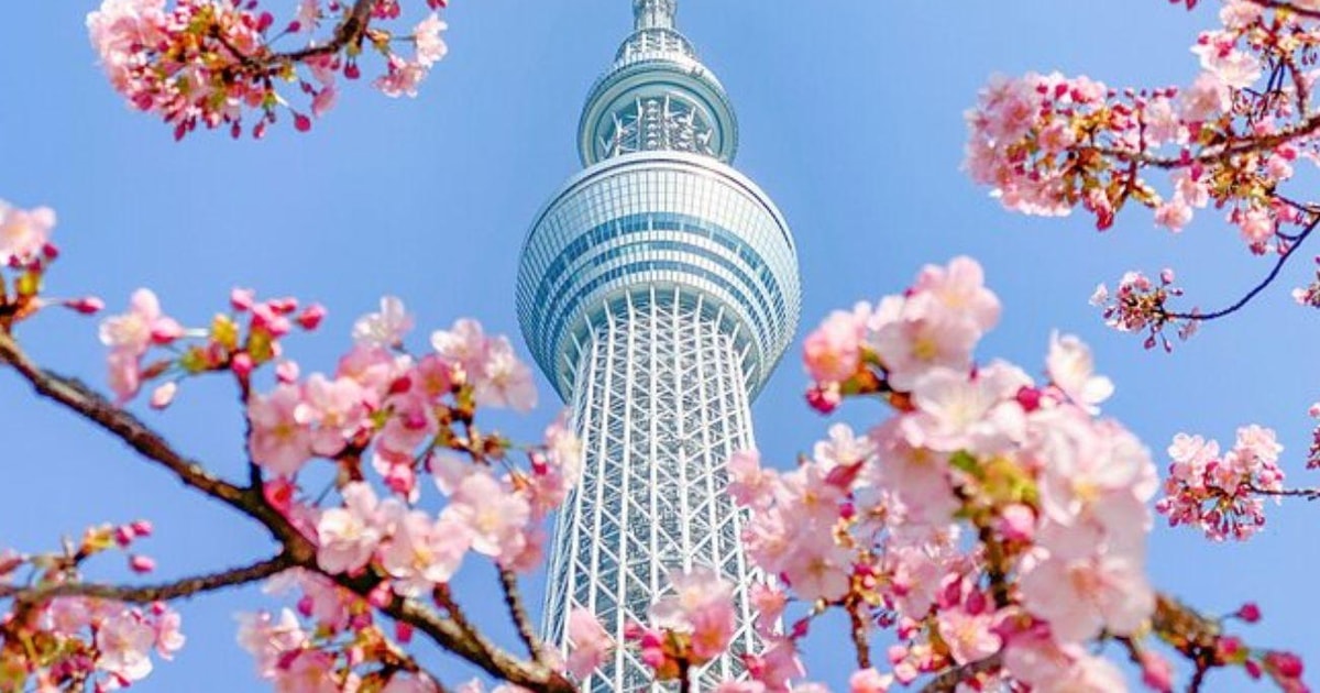 Tokyo Hidden Gems Sumo, Calligraphy & Local Streets Day Tour | GetYourGuide